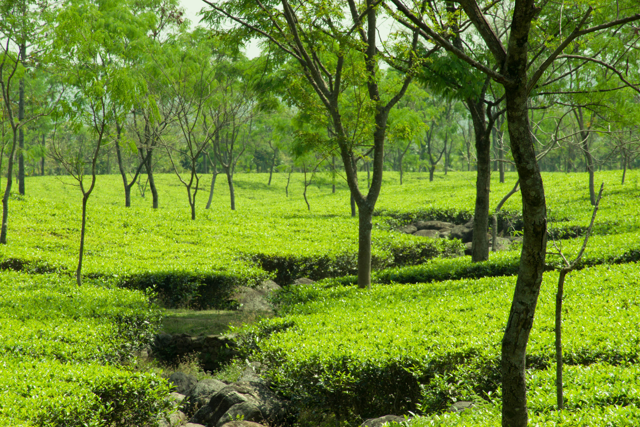 Dooars Tourism An untouched and unexplored natural getaway