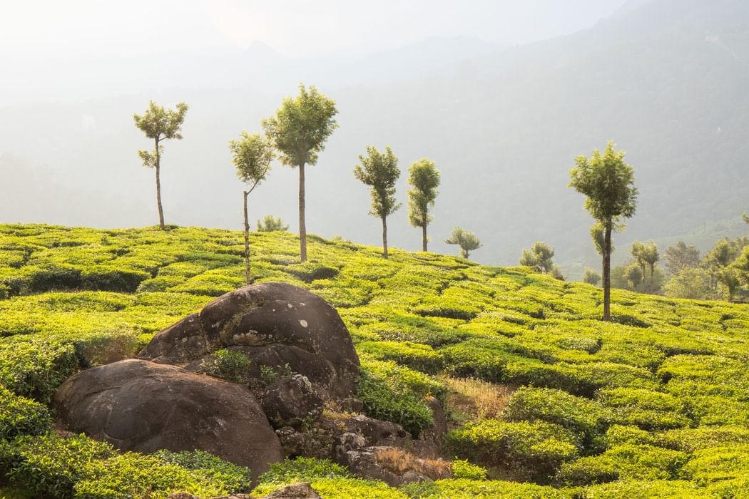 A handy guide to exploring the Rajamala Munnar Hills in Kerala